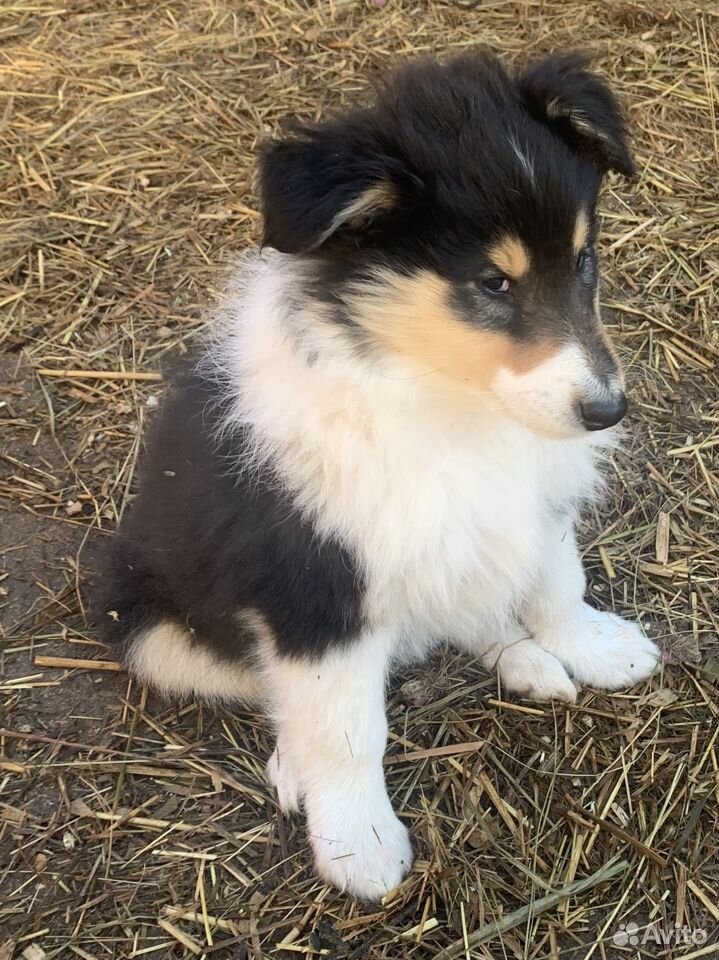 Щенок колли