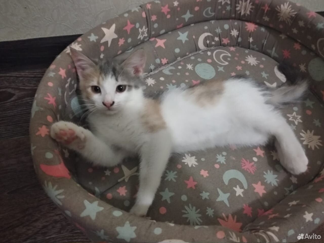 Котёнок Девочка Пипа