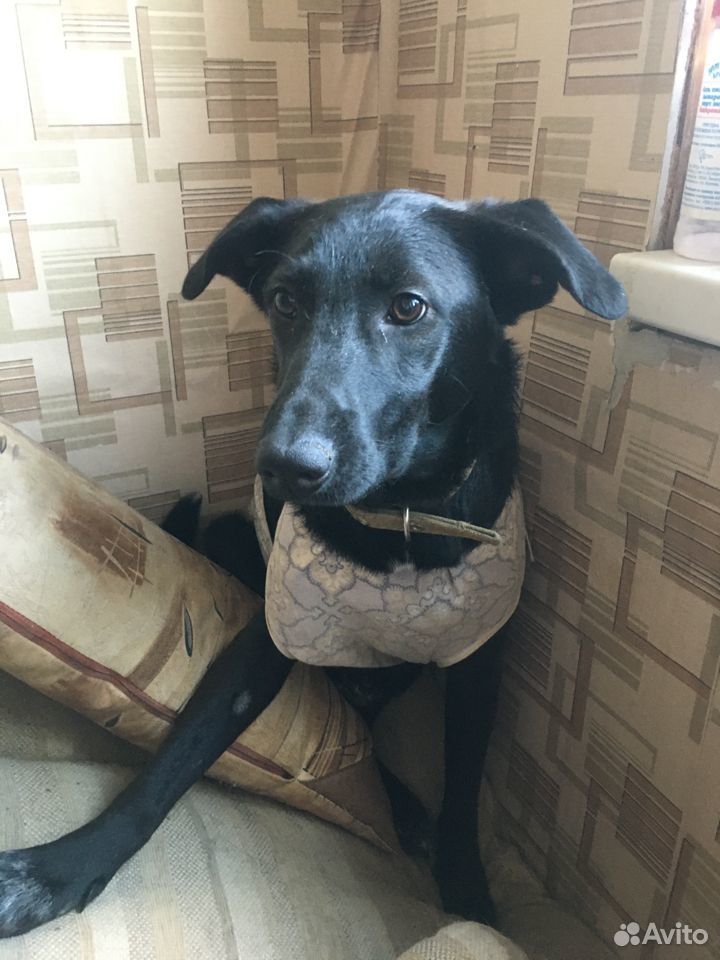 Очаровательная молодая собака Аза в добрые руки