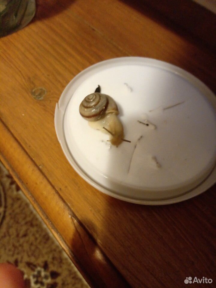 Улитка обычная альбинос живёт 10 лет