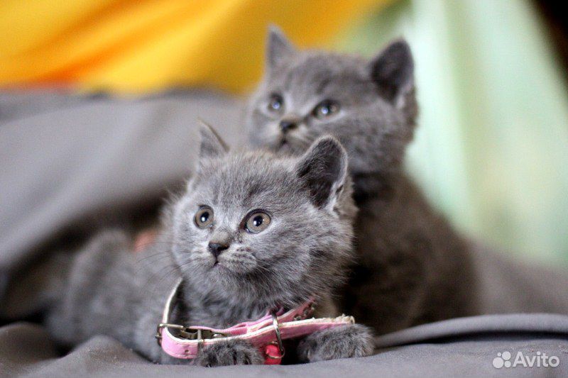 Британчики мальчик и девочка,возраст 2 месяца.с до