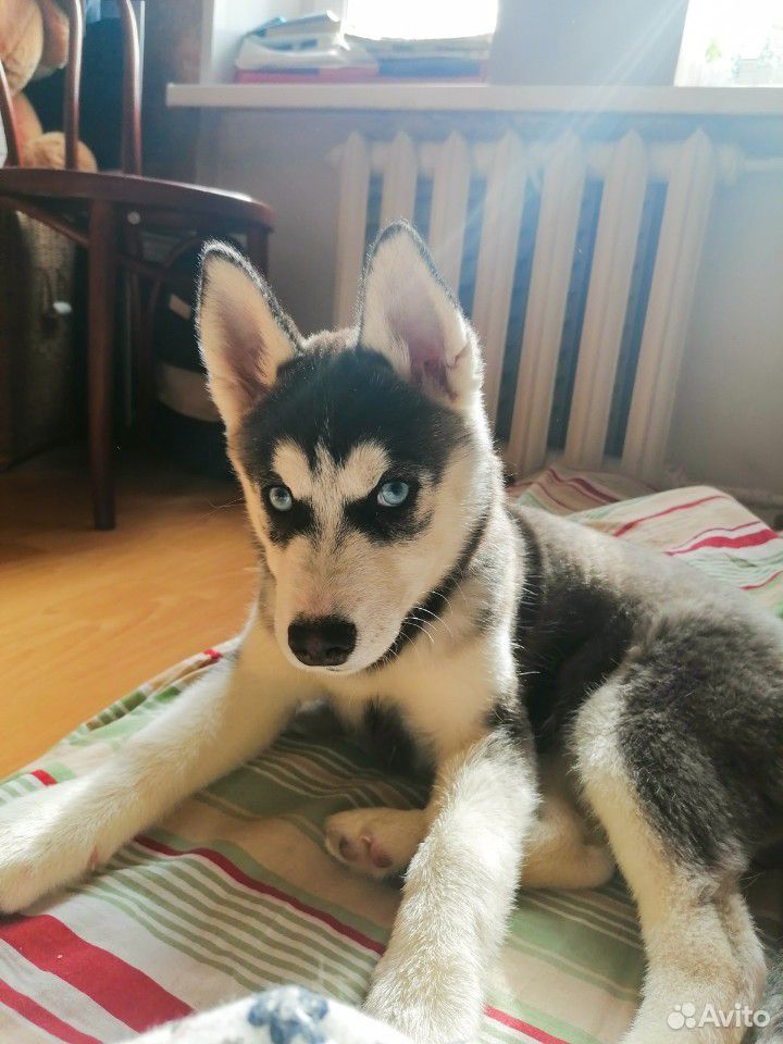 Щенок Хаски (девочка, 5 месяцев)