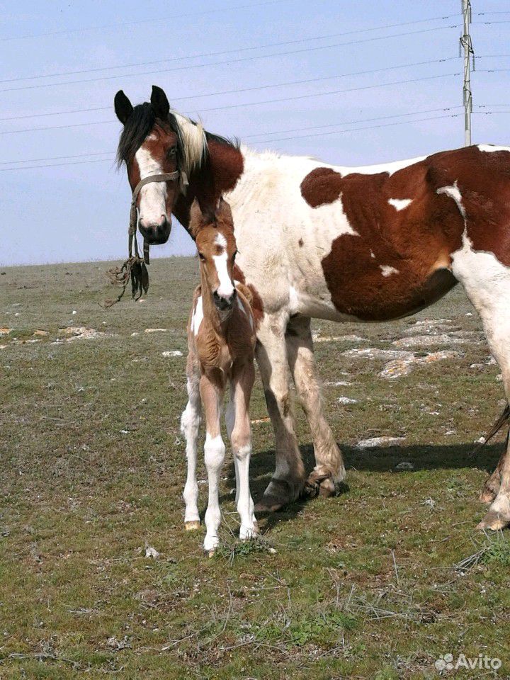 Лошадь с жеребенком
