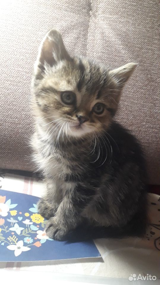 Шотландский котенок (мальчик Тигруля)