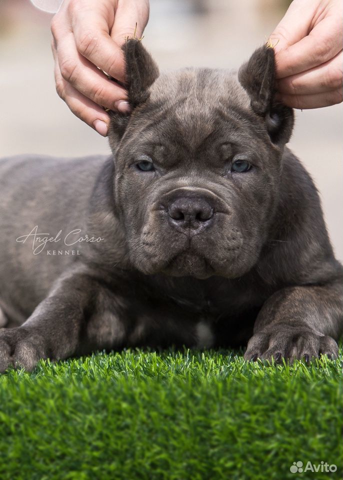 Кане Корсо - шикарный серый тигр