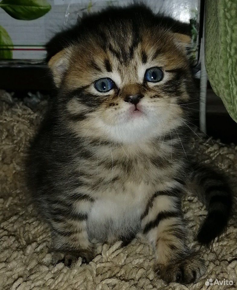 Шотландская плюшечка