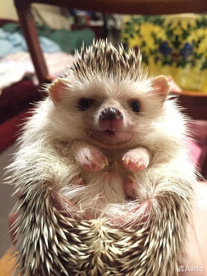 Карликовые африканские ежики