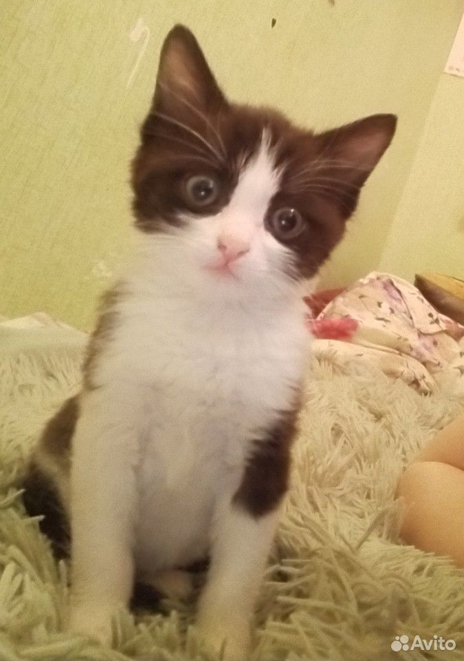 Котёнок Орео
