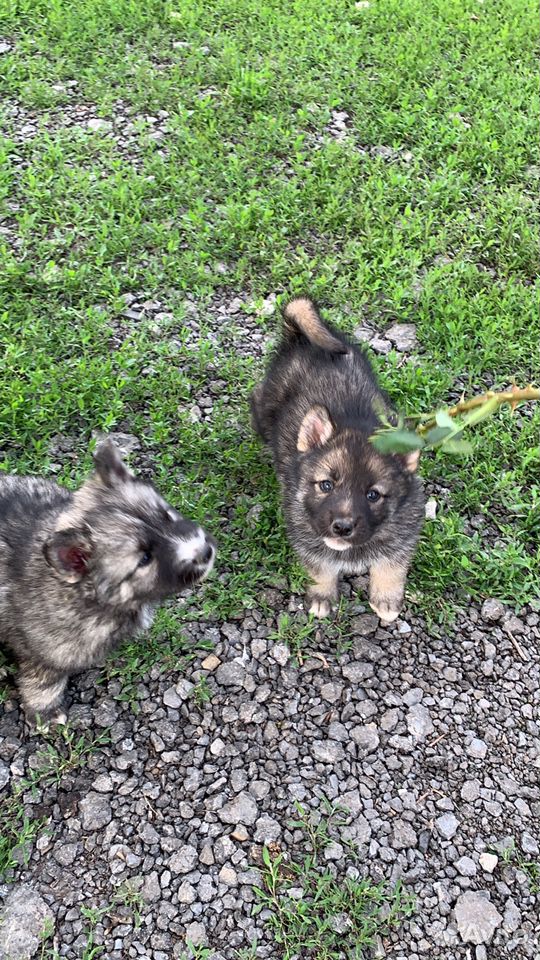 Щенята Овчарохаски