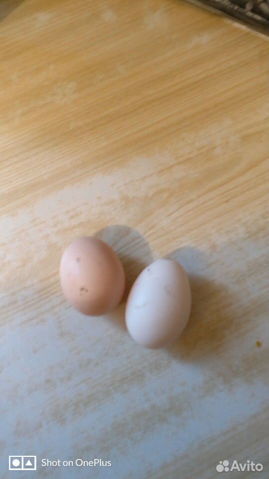 Яйцо цисарок на инкубацию