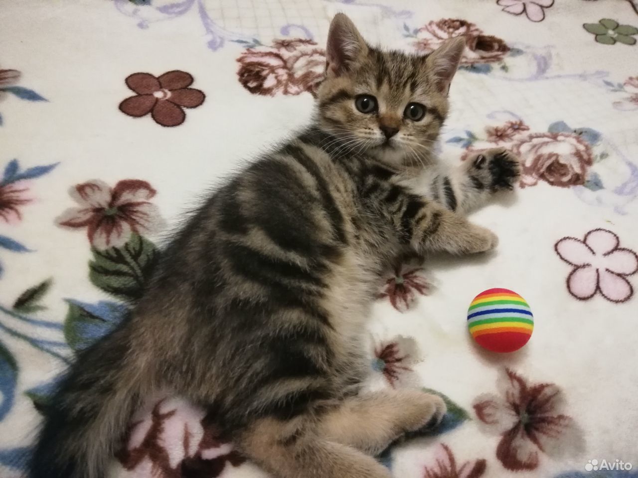 Британская милашка