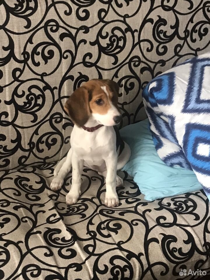 Щенок бигль