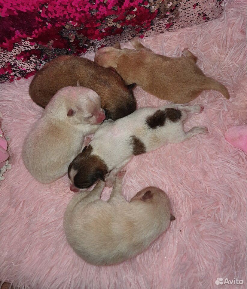 Бронь малышей померанского шпица медвежьего типа