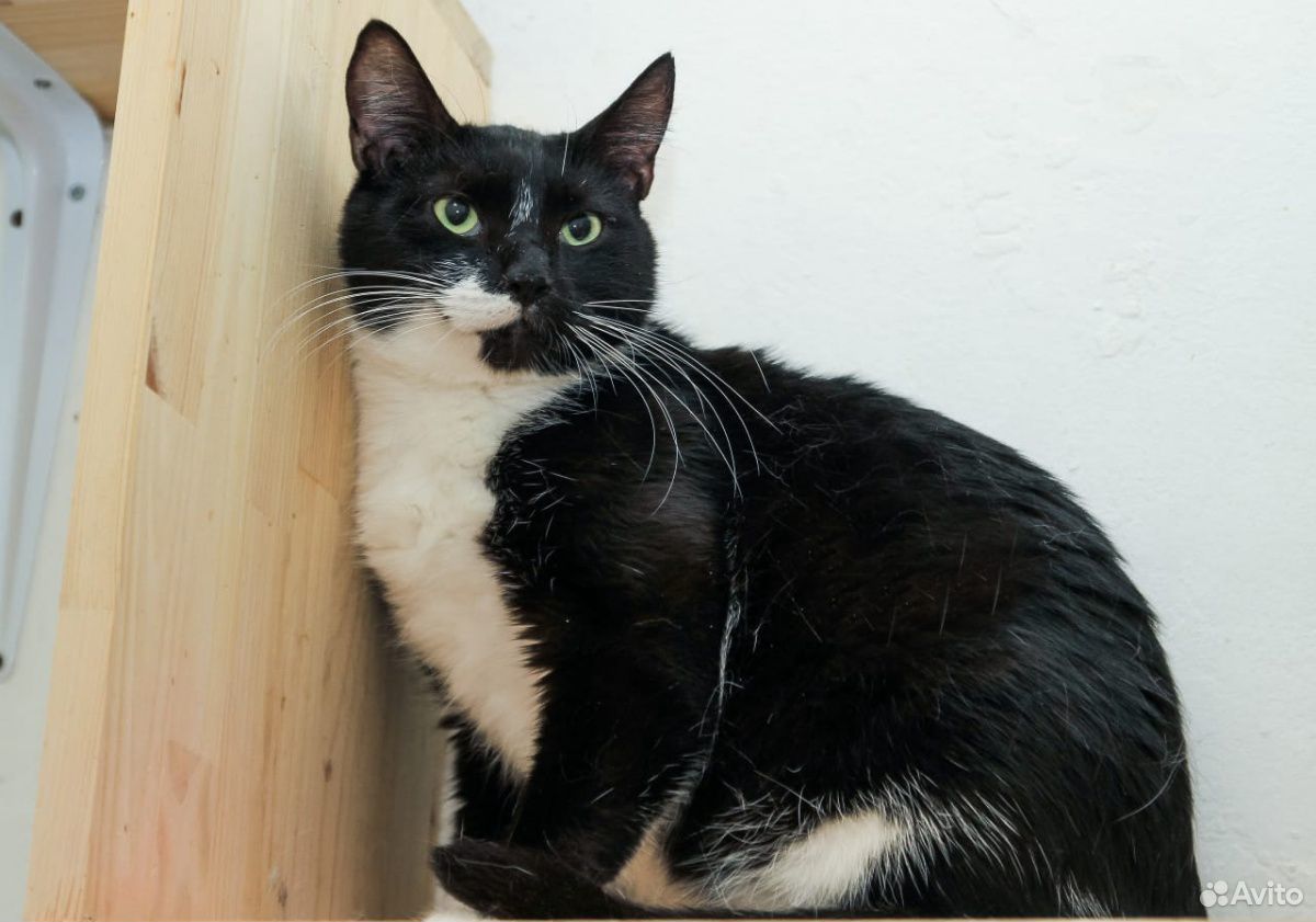 Кот Кузя 2.5-3 года