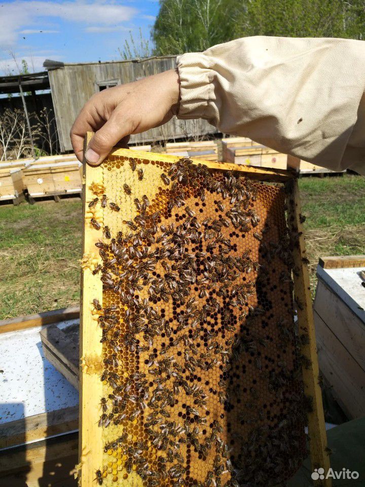 Пчела карника и карпатка