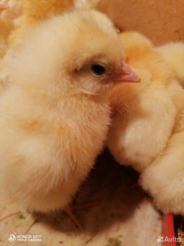 Цыпленок кобб 700