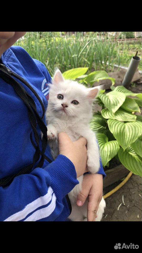 Отдам красивых котят