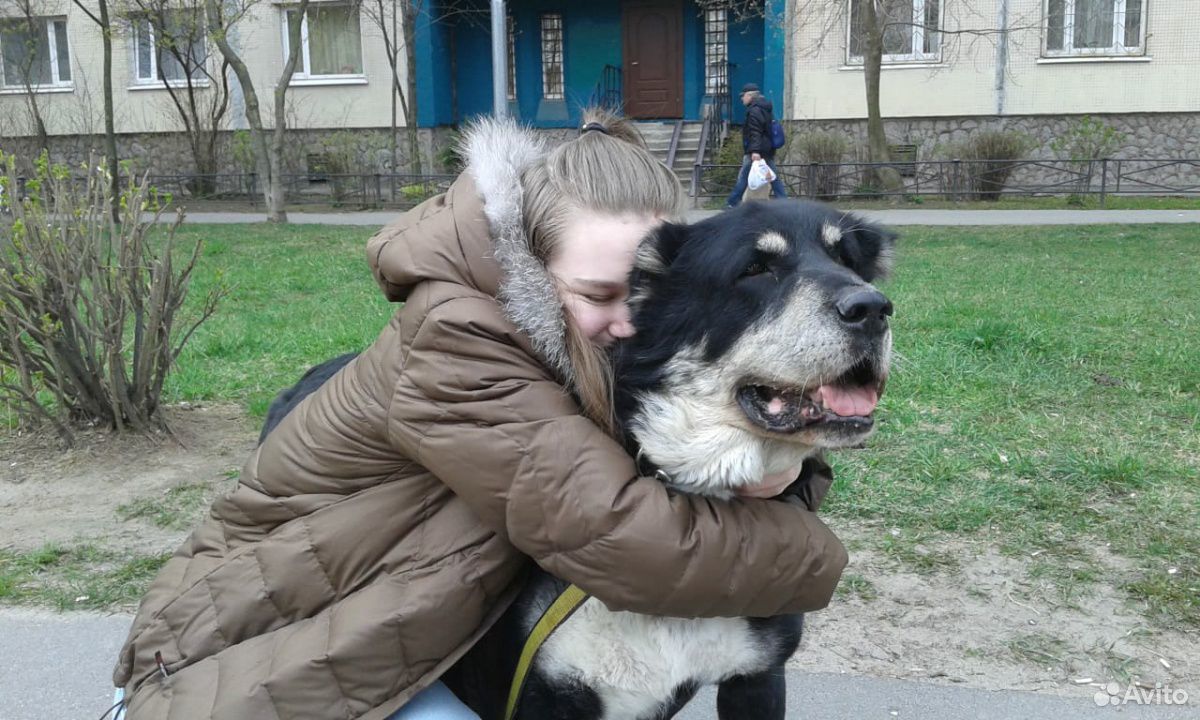 Собака Белочка ищет дом