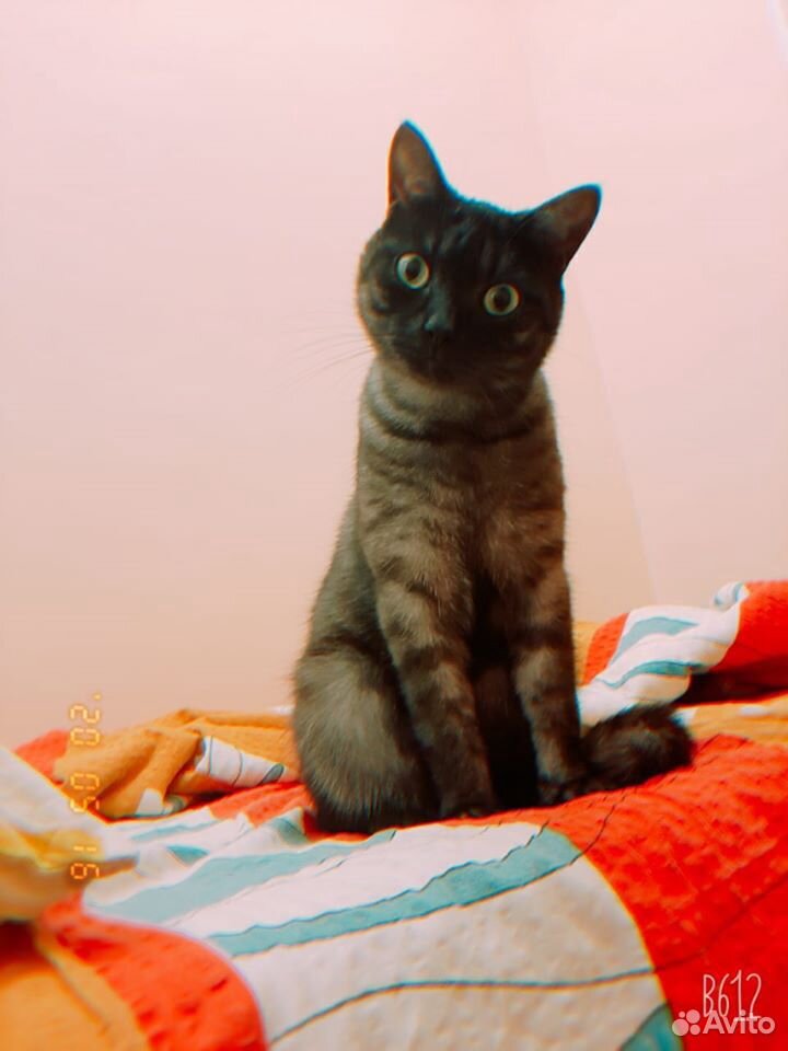 Умная,ласковый,воспитанный котик Честер в да
