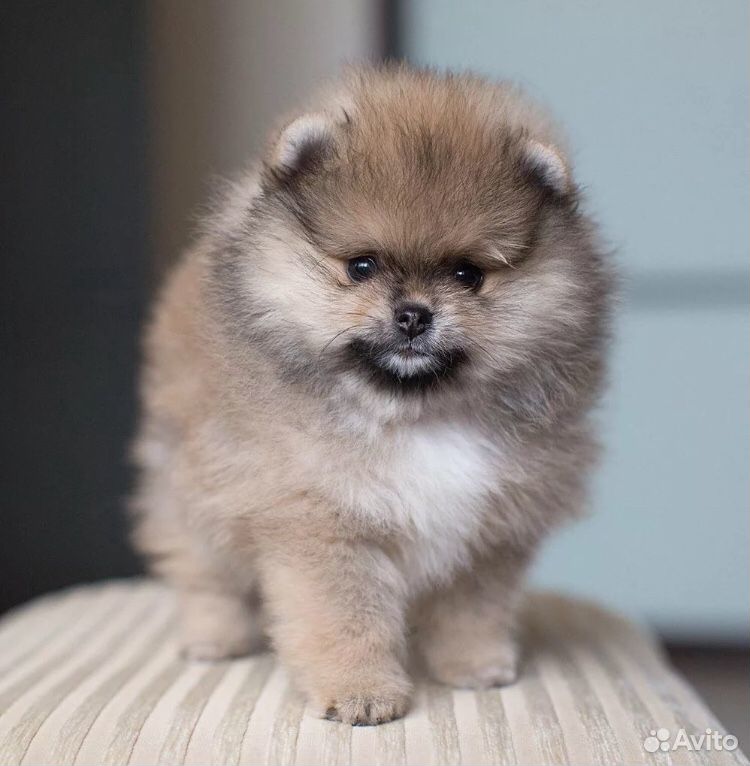 Ищу шпица мини