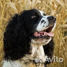 Щенки русского спаниеля
