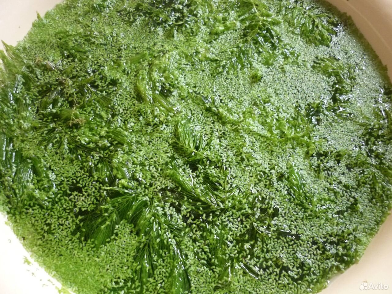 Водоросли роголистник для аквариума