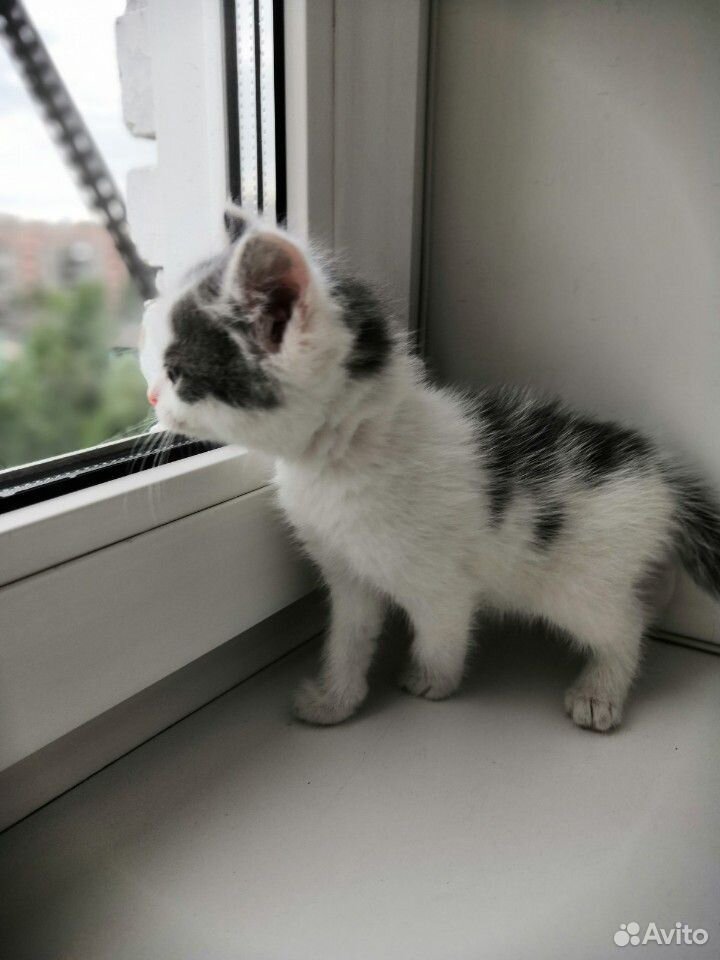 Котята, приносящие радость