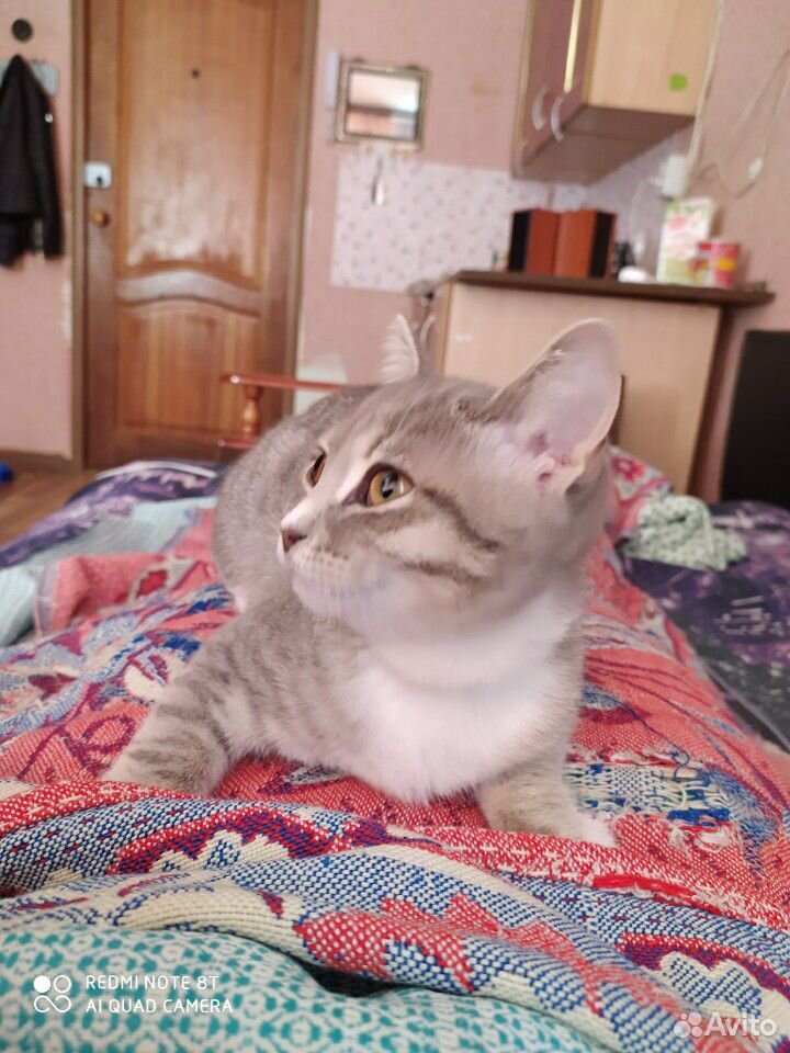 Кошка