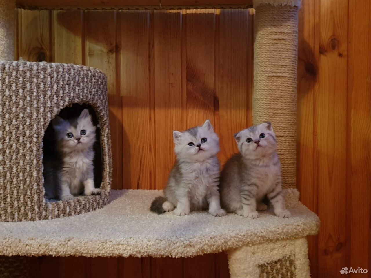 Шотландские котята