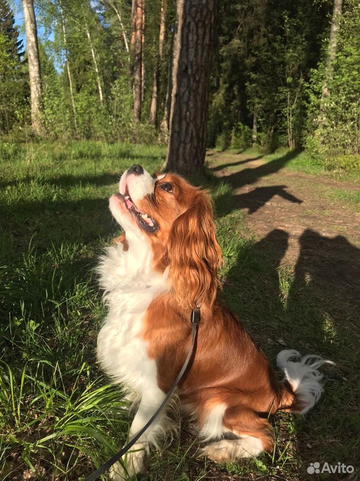 Кавалер кинг чарлз спаниель