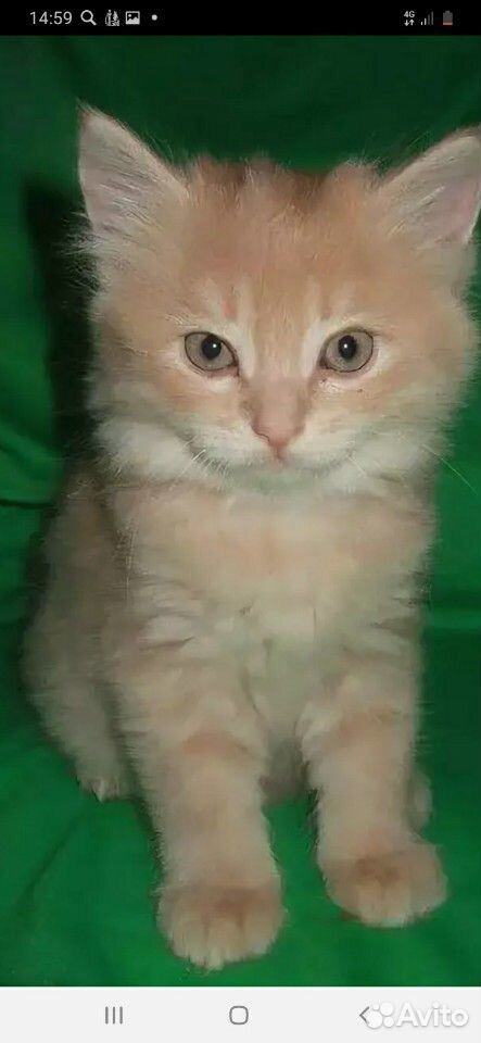 Очень красивый котенок