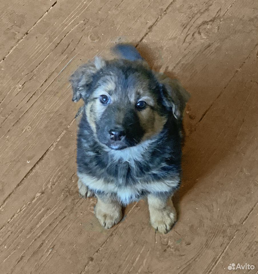 Щеночек девочка 1,5 месяца