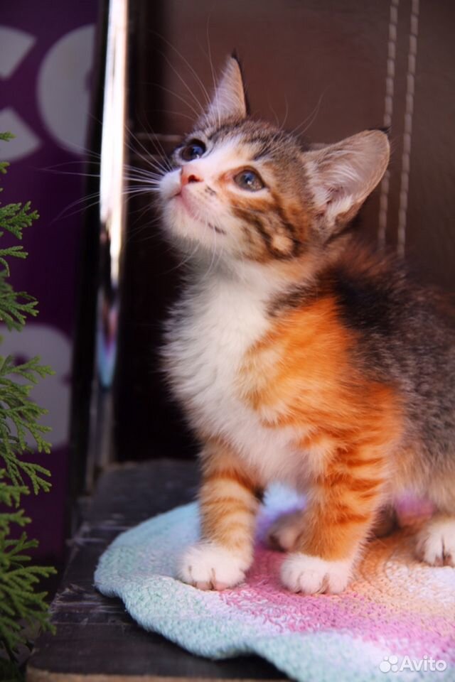 Китнисс отдаётся в добрые руки