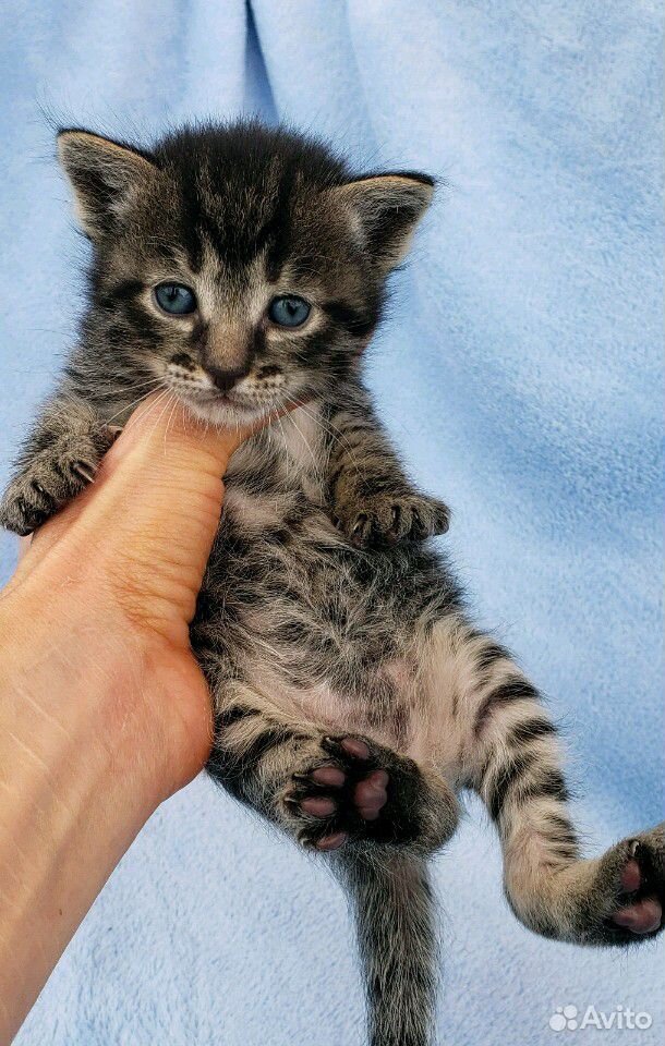 Малыш Коржик в поисках дома