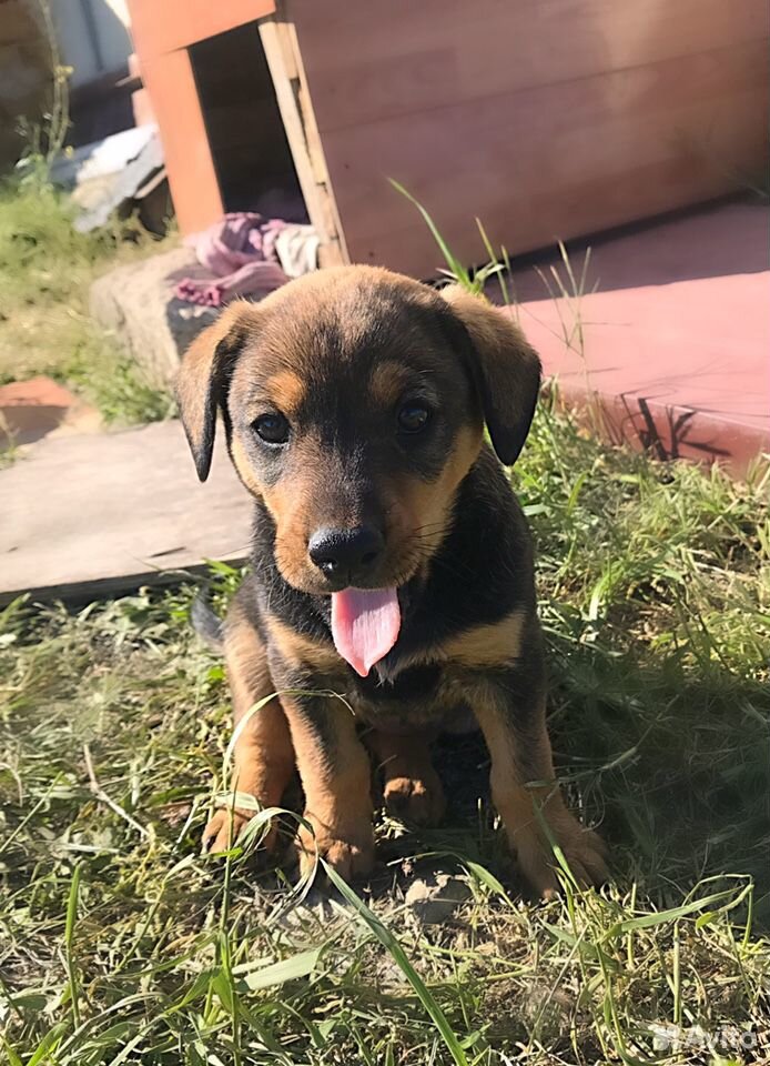 Красивая девочка в добрые ручки