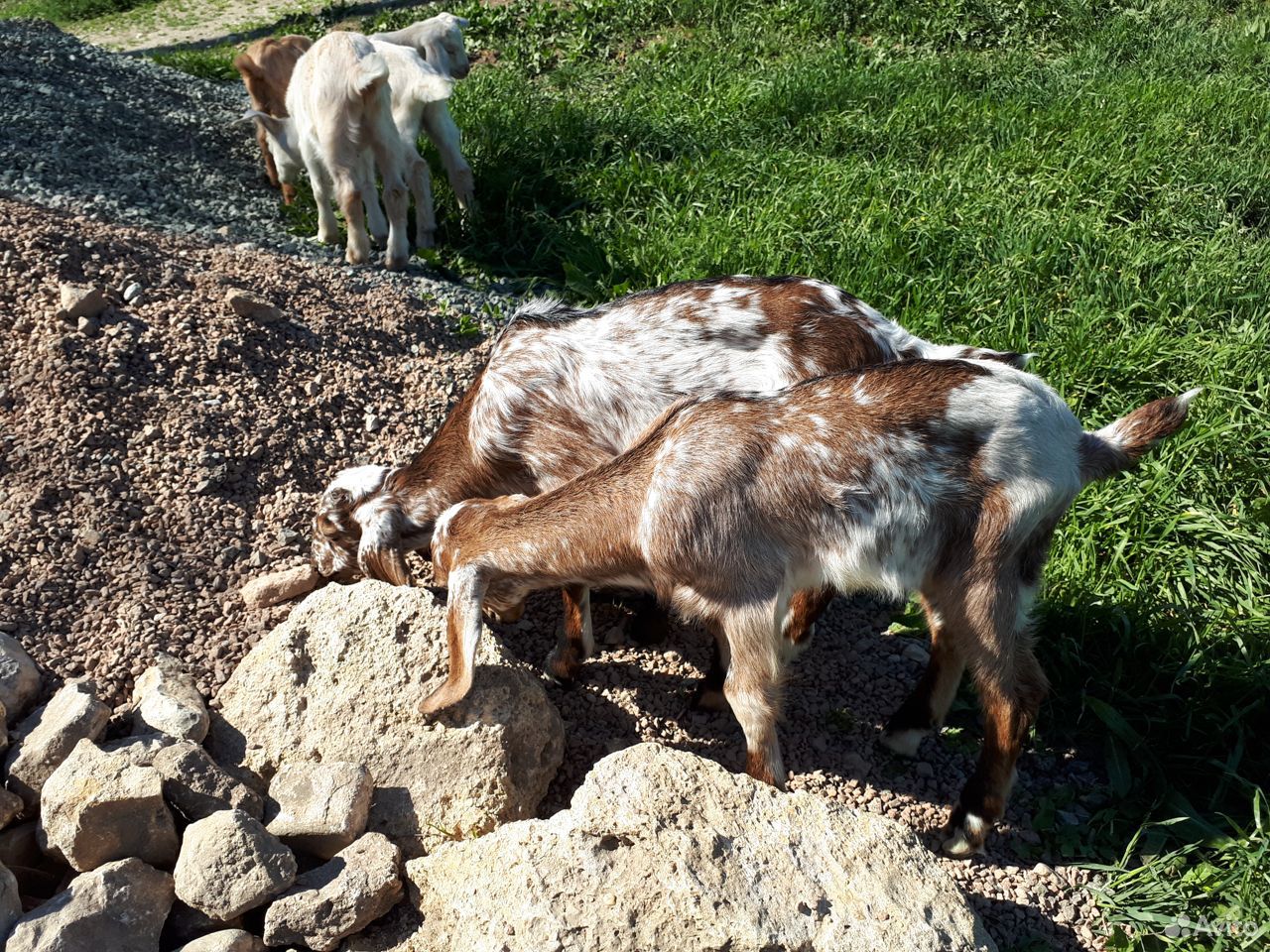 Англо-нубийские козы