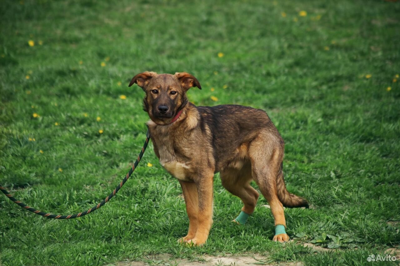 Смешной щенок в добрые руки