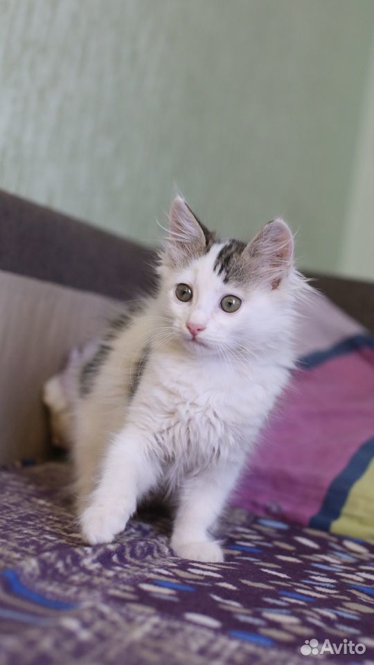 Котёнок