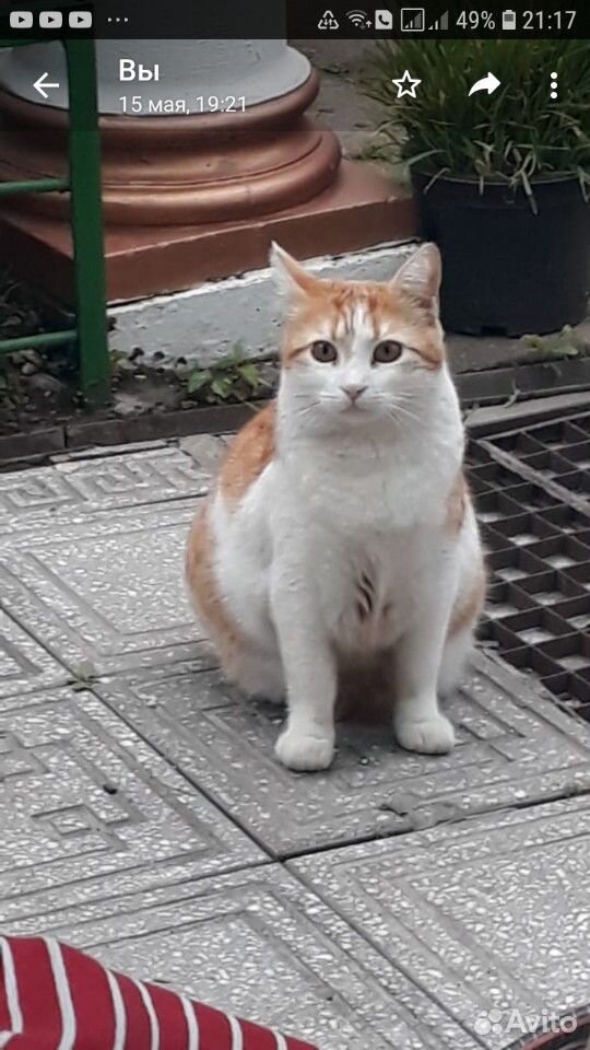Любимый котик Федор