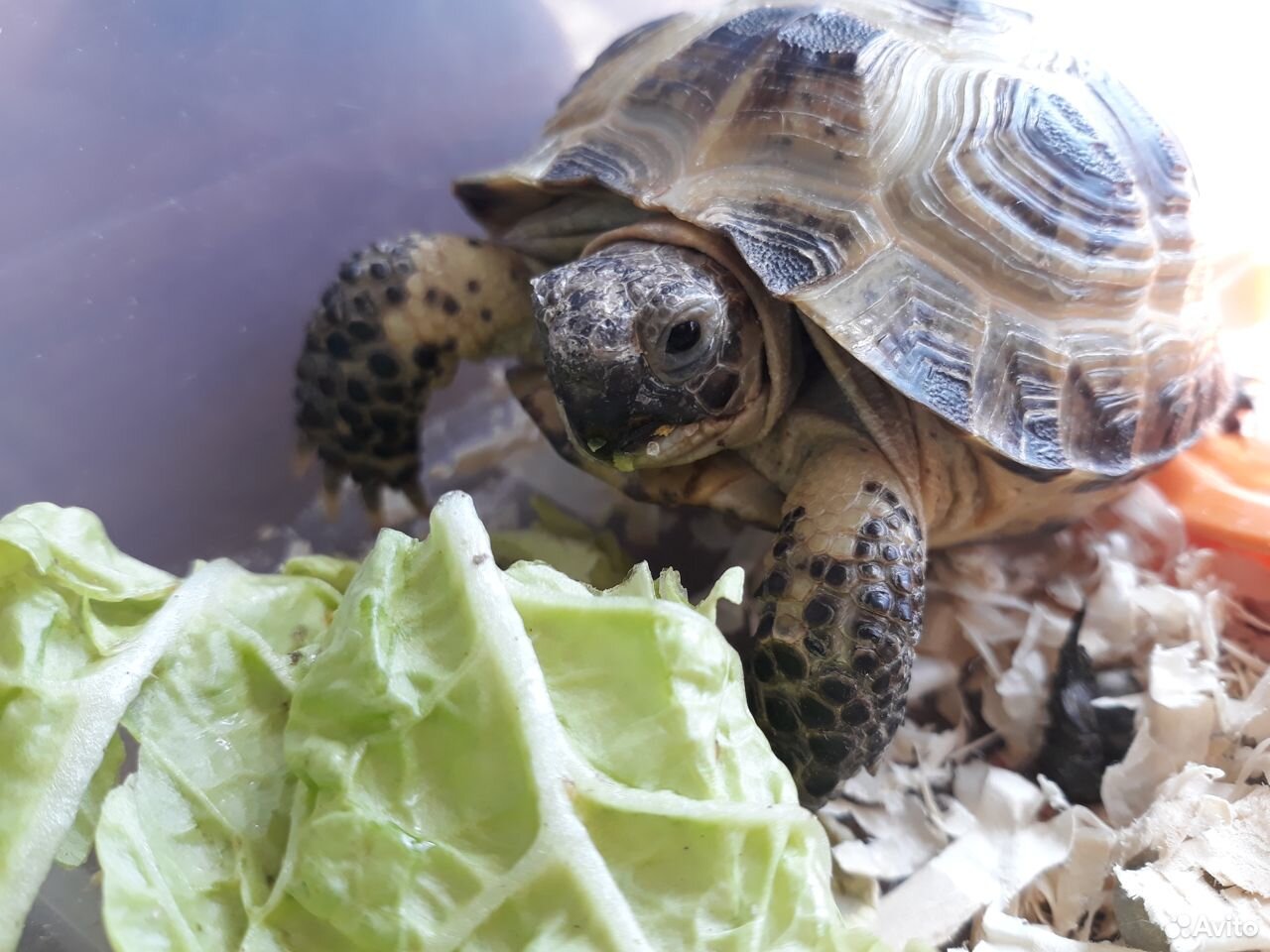 Черепаха сухопутная