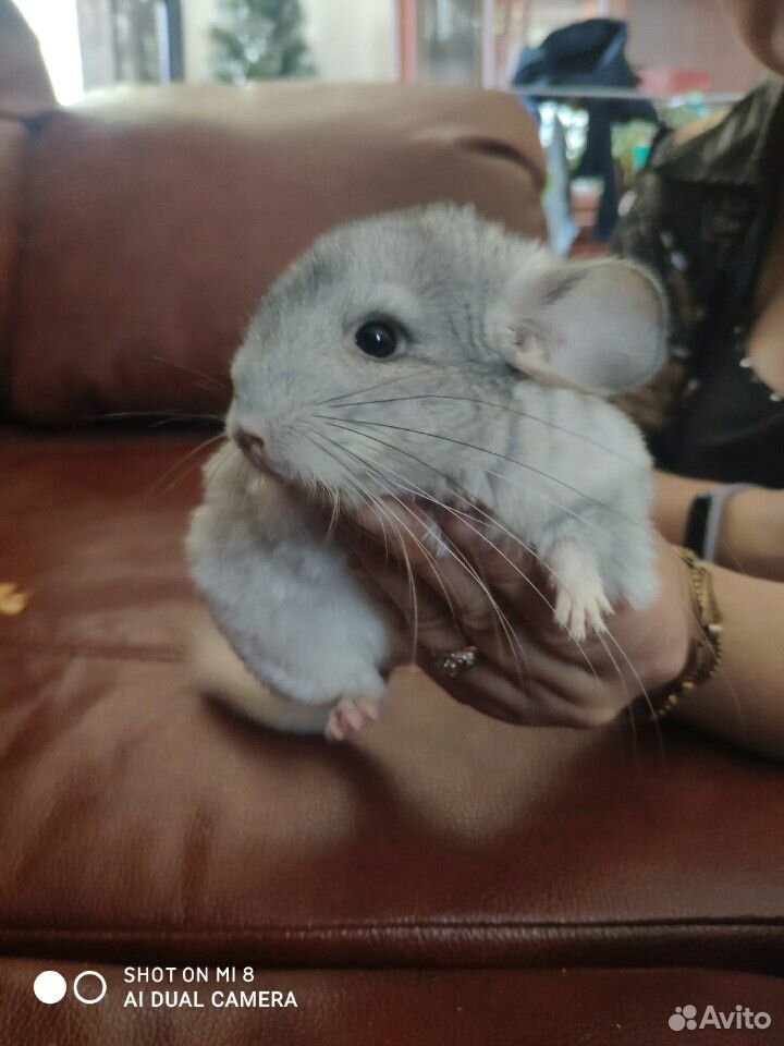Шиншилла, шиншилята мальчик и девочка 1,5 месяца