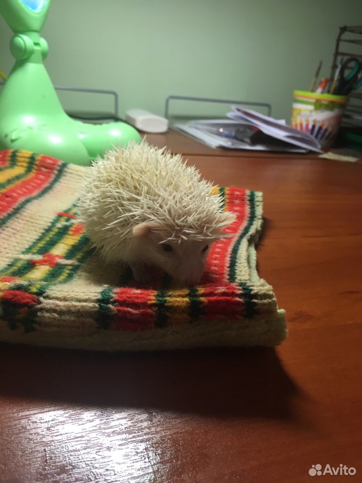 Ёжик на вязку