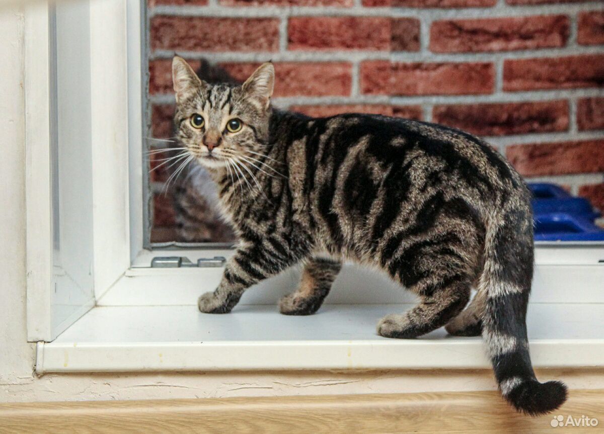 Котенок Барсик