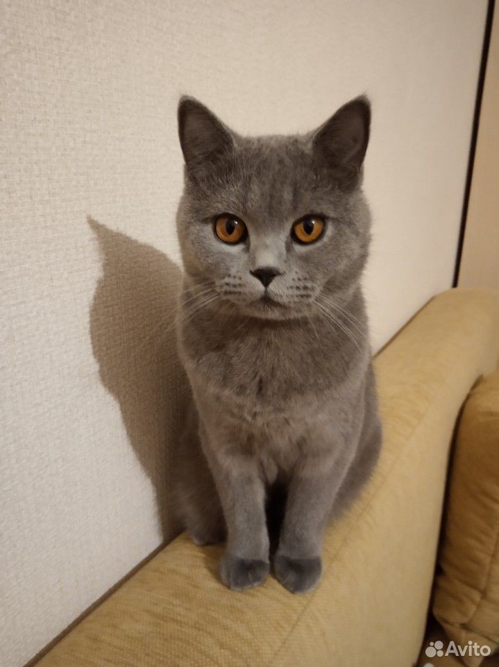 Продам кота британец 2года