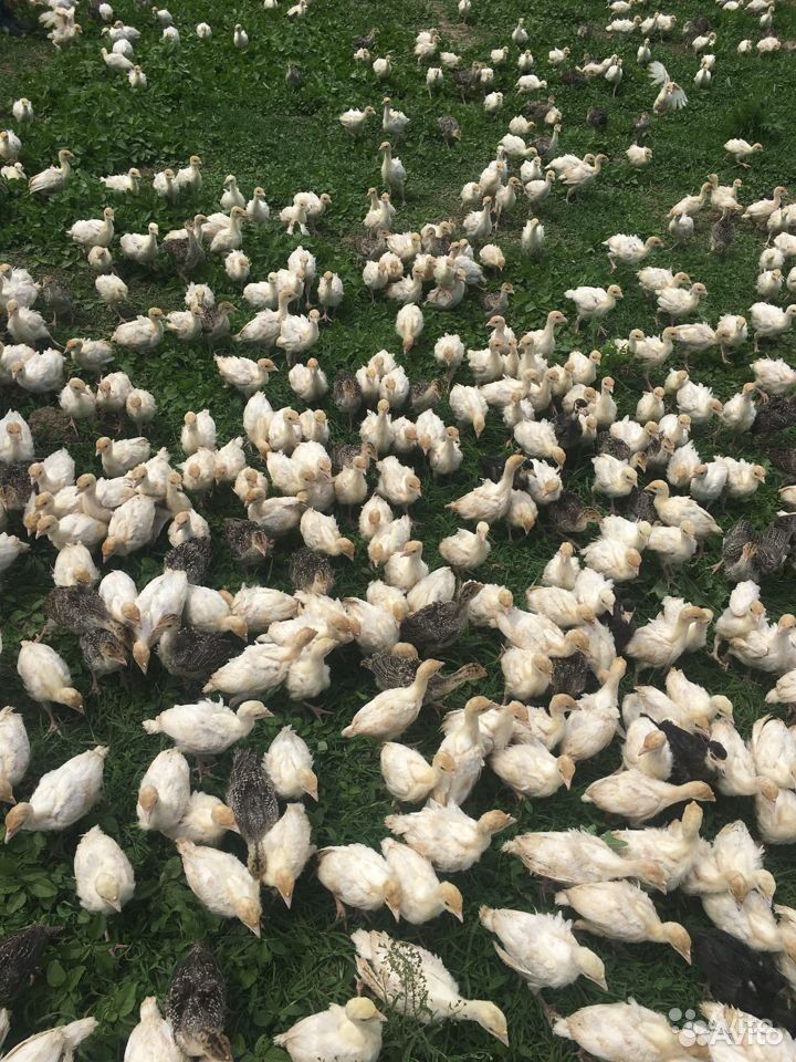 Мясо индейки оптом