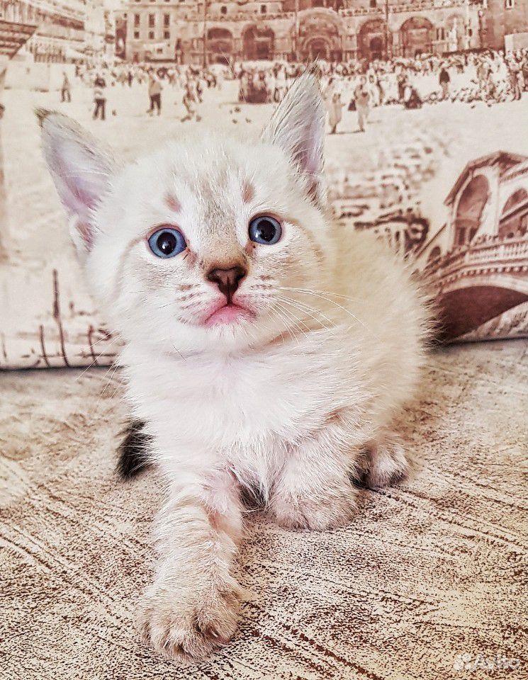Кошка