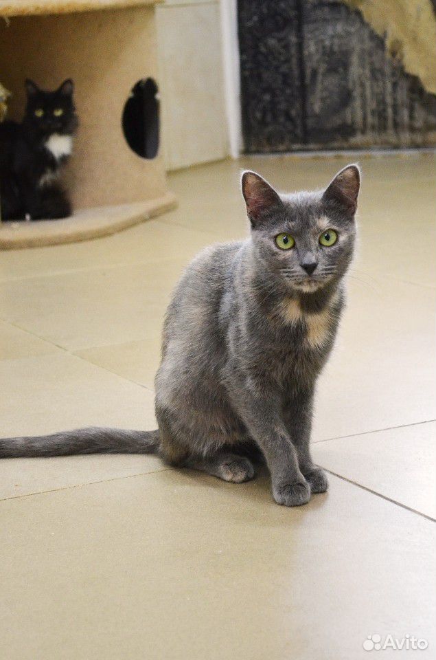 Кошка в добрые руки