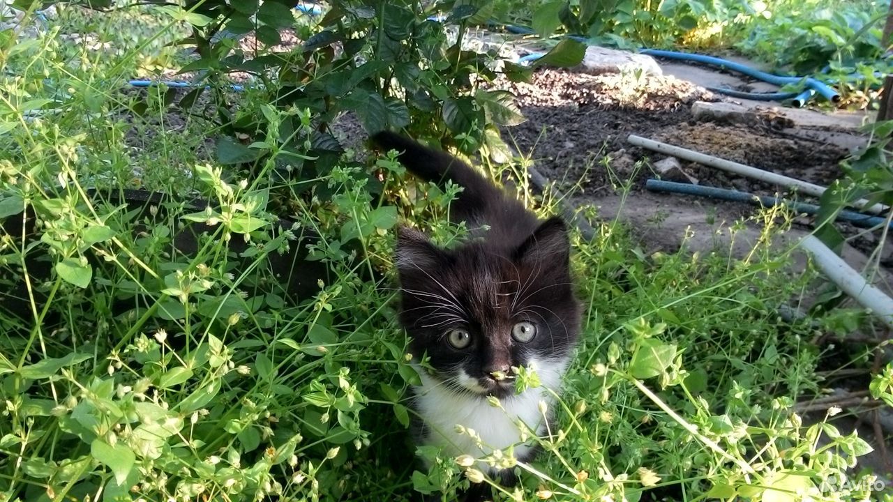 Котенок в добрые руки