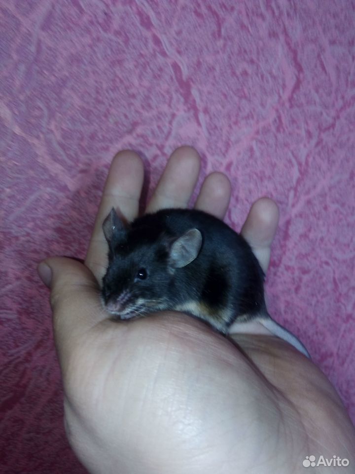 Мышонок сатиновый