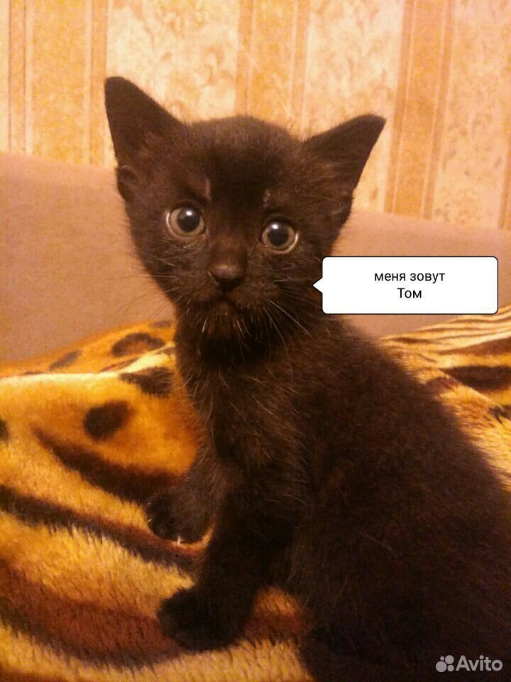 Котята (2 милых мальчика)